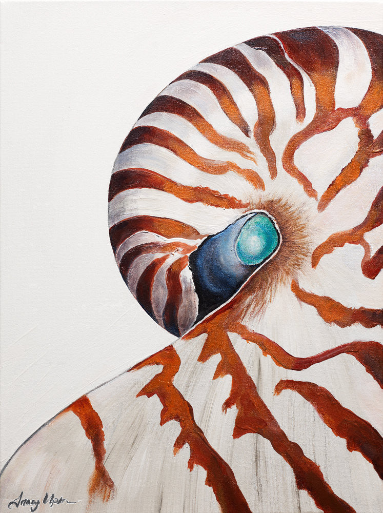 Nautilus Eye Nautiluses: Characteristics, Shells And Species | Sea